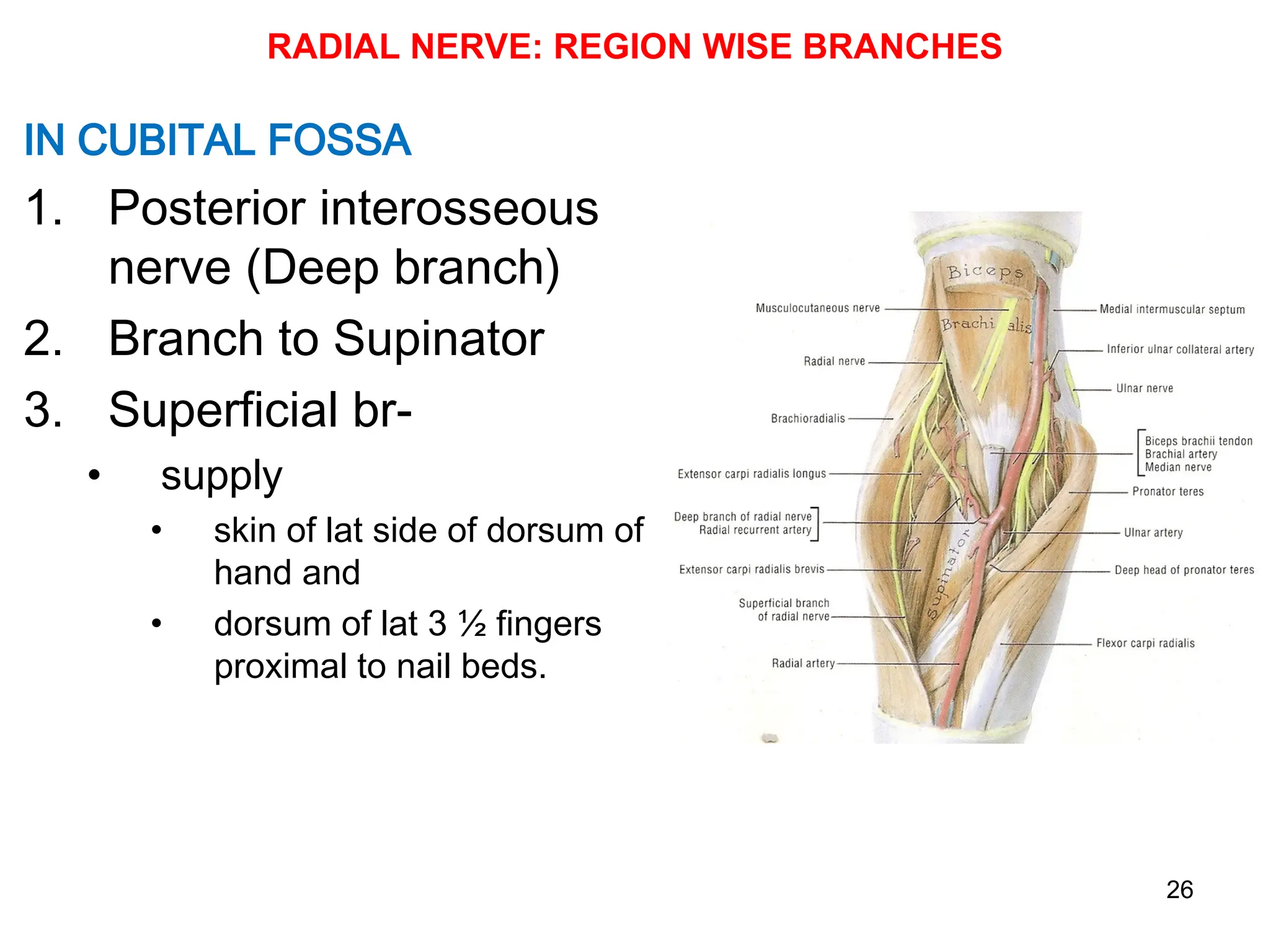 5-radial Nerve.pptddfffttrrrrreerrrrgghfrg | PPT