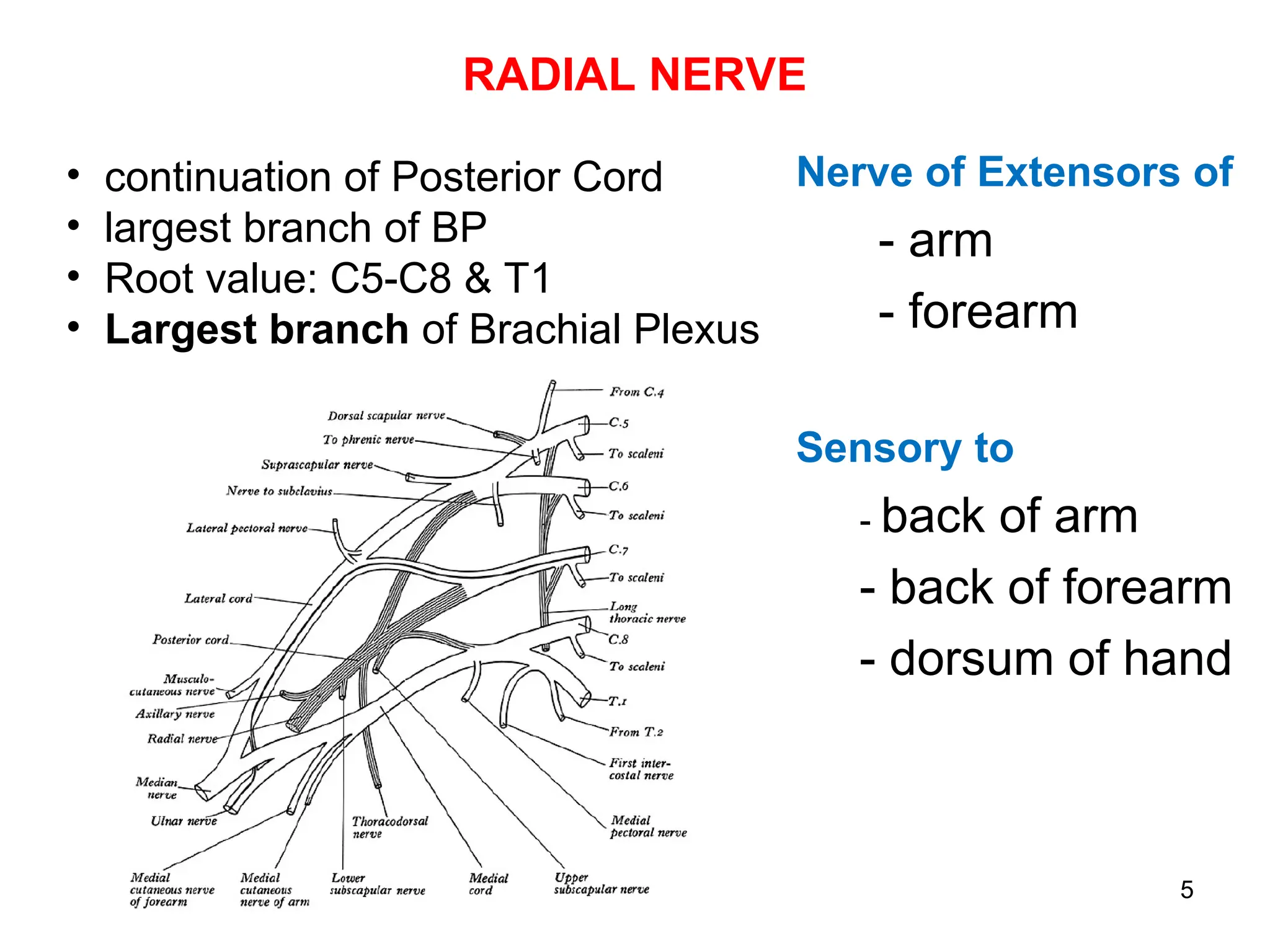 5-radial Nerve.pptddfffttrrrrreerrrrgghfrg | PPT