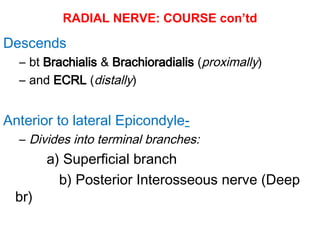 5-radial Nerve.pptddfffttrrrrreerrrrgghfrg | PPT