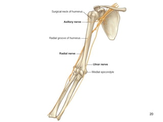 5-radial Nerve.pptddfffttrrrrreerrrrgghfrg | PPT