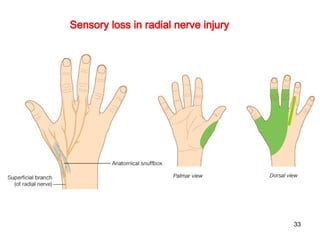 5-radial Nerve.pptddfffttrrrrreerrrrgghfrg | PPT