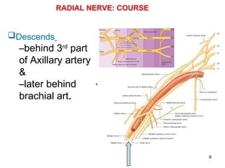 5-radial Nerve.pptddfffttrrrrreerrrrgghfrg | PPT