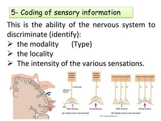 crenial nerve by dr omar moo in pysiology | PPT