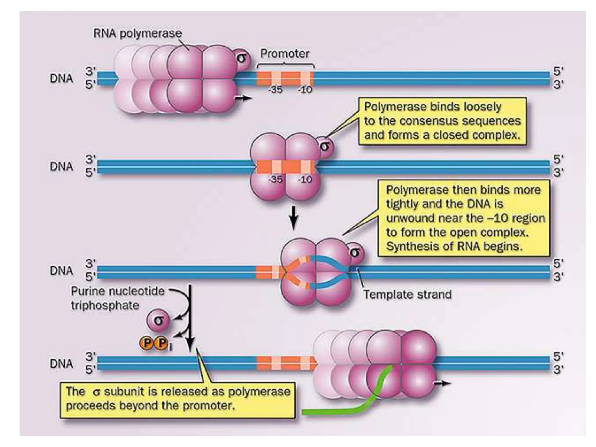5- Regulation of Gene Expression Lecture.ppt | Endocrine and Metabolic ...