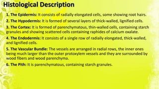 5 rhatany , ginseng, colchicum rauwolfia, iridis marshmallow , calumba ...