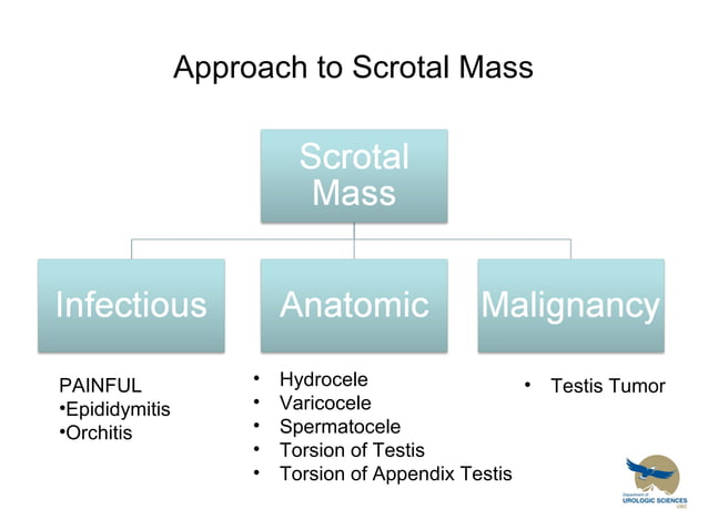 Scrotal masses and Testicular tumors | PPT