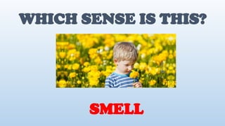 5-senses-and-body-parts-beginner level.pptx