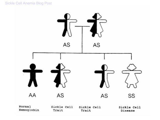 Multiple Alleles, Sickle Cell Evolution, Pedigrees, & Sex Linkage | PPT