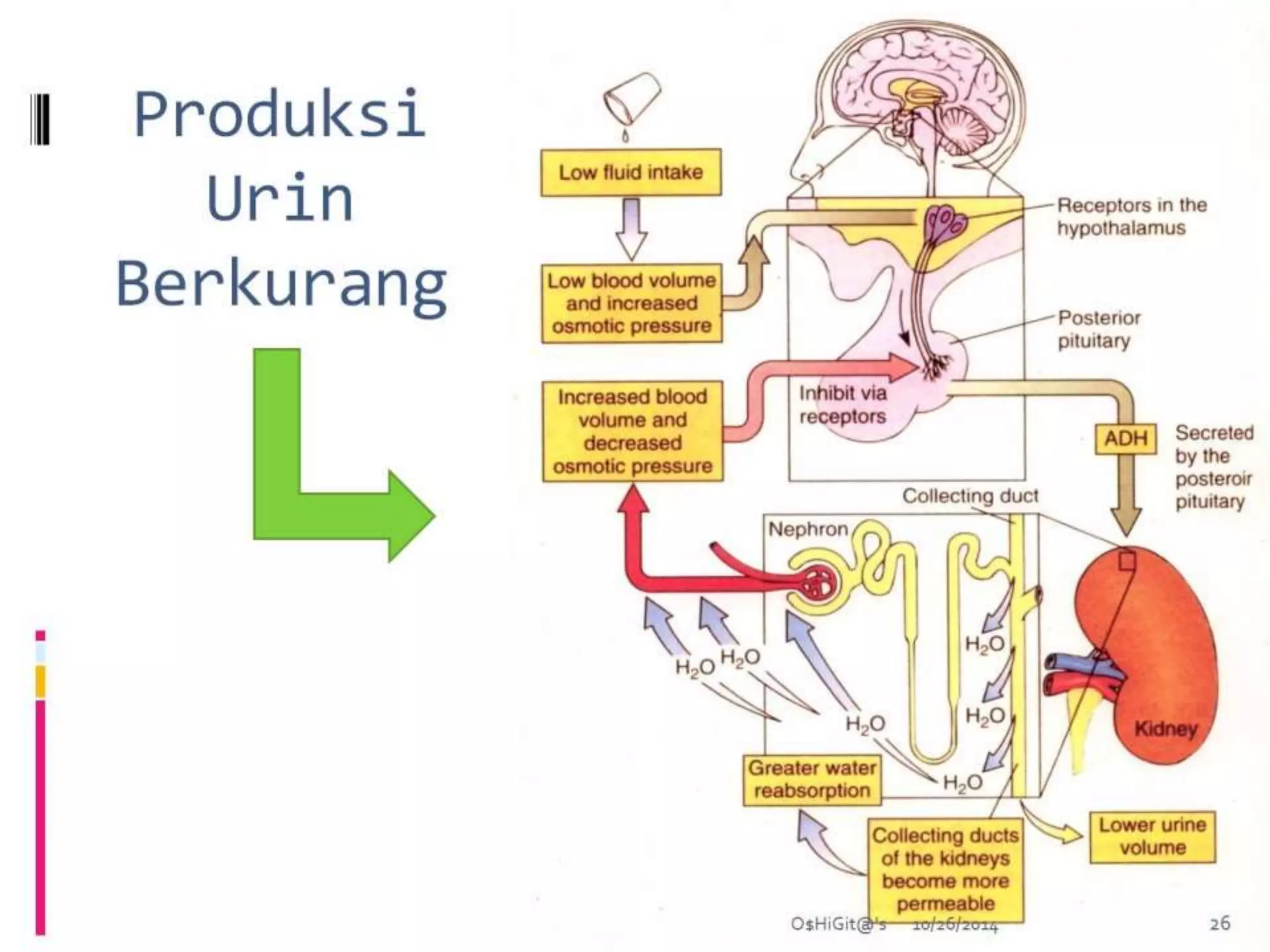 Sistem Urinaria (Sistem Perkemihan) | PPTX