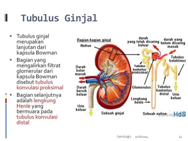 Sistem Urinaria (Sistem Perkemihan)