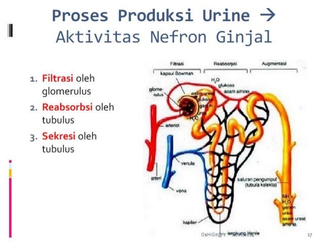 Sistem Urinaria (Sistem Perkemihan)