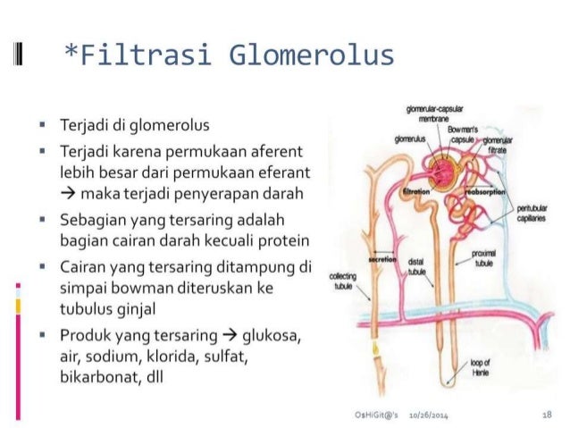 Sistem Urinaria (Sistem Perkemihan)