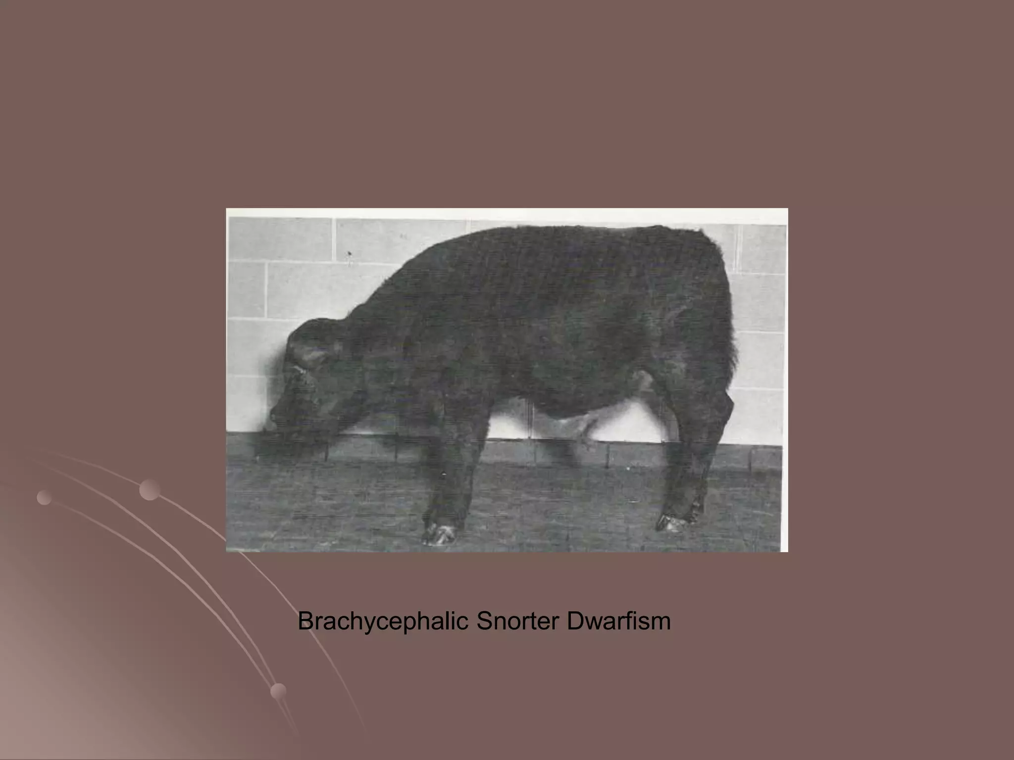 Veterinary Pathology of Skeletal system | PPT