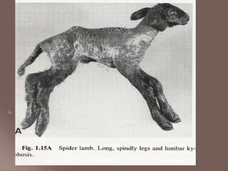 Veterinary Pathology of Skeletal system | PPT