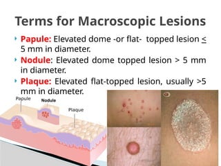 5-Skin histoPathology (non neoplastic).pptx