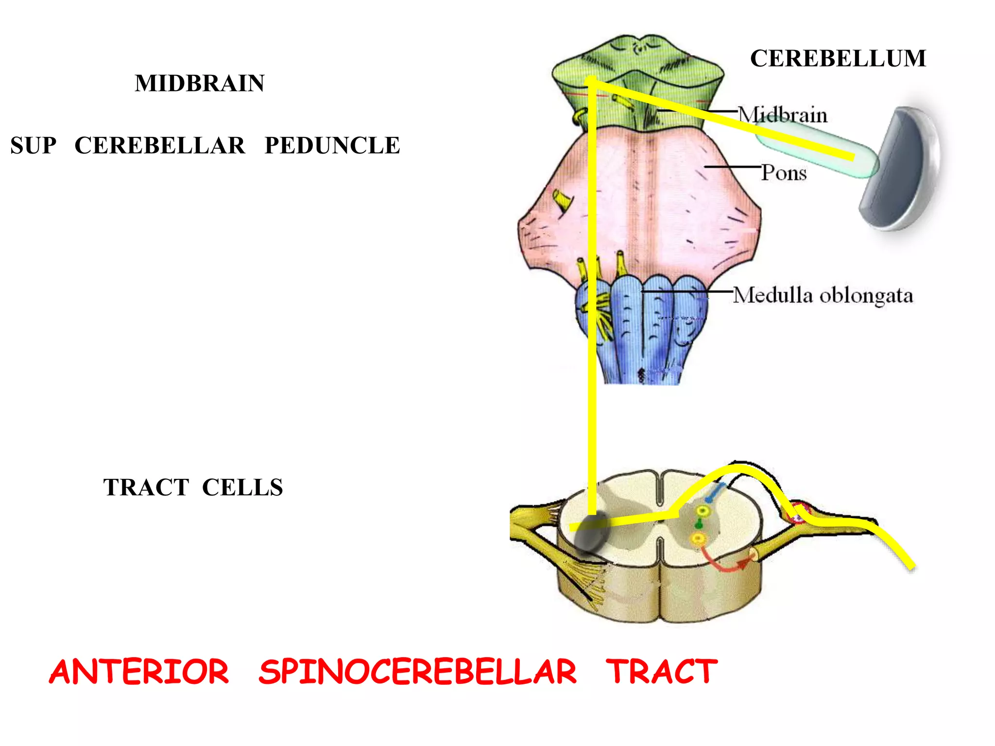 5 spinal cord tracts | PPTX