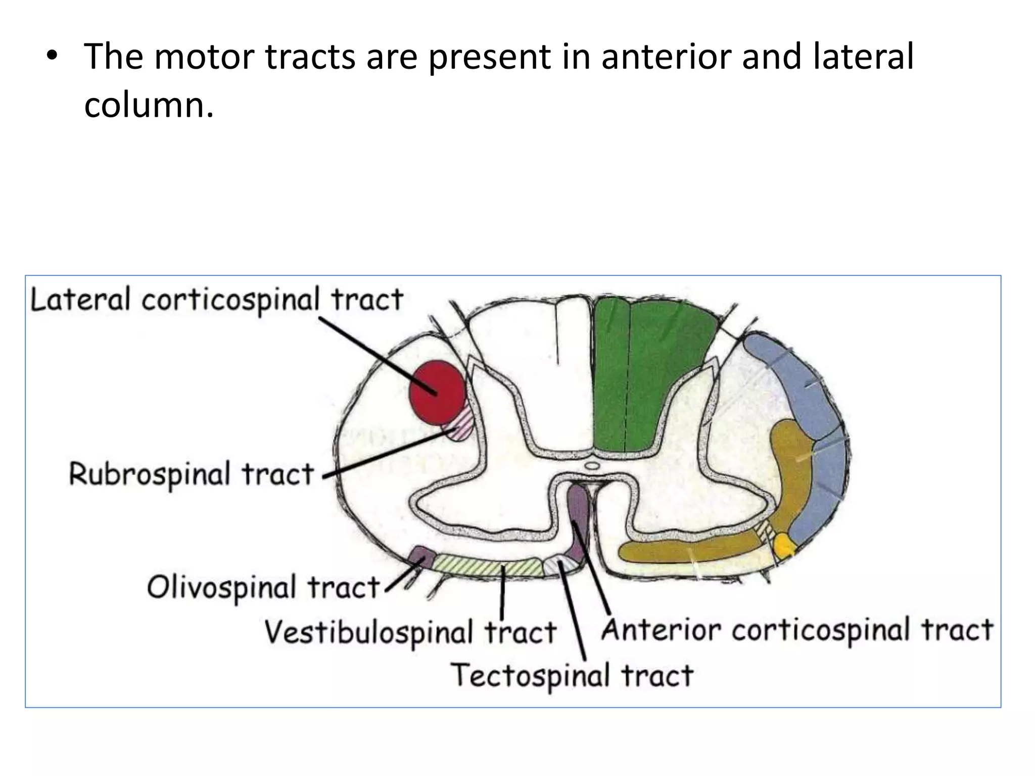 5 spinal cord tracts | PPTX