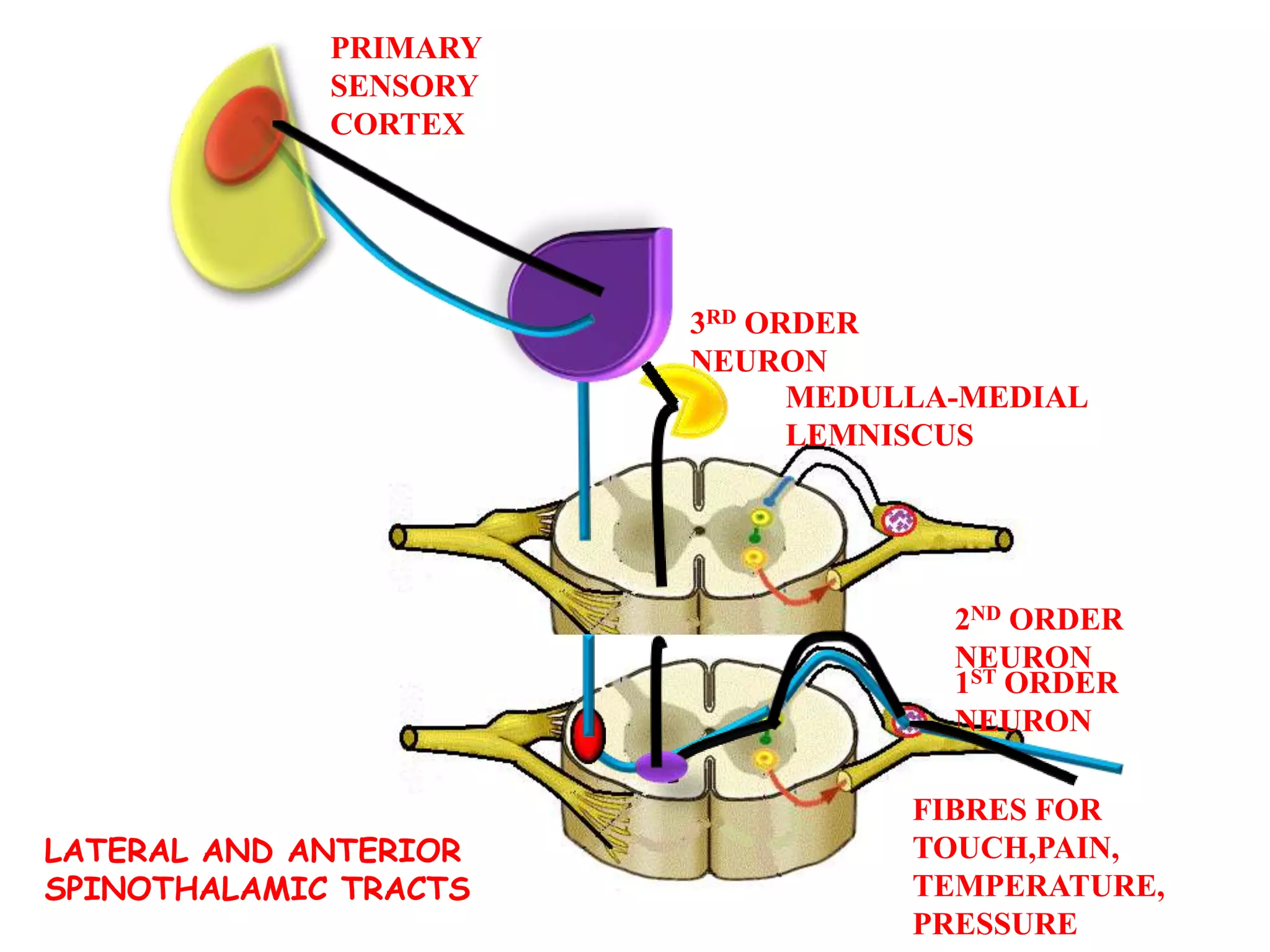 5 spinal cord tracts | PPTX
