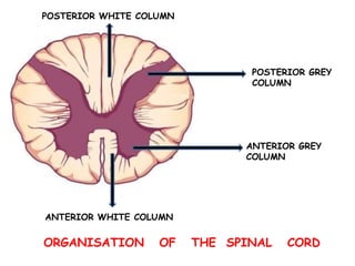 5 spinal cord tracts | PPT