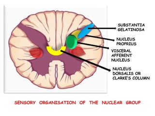 5 spinal cord tracts | PPT