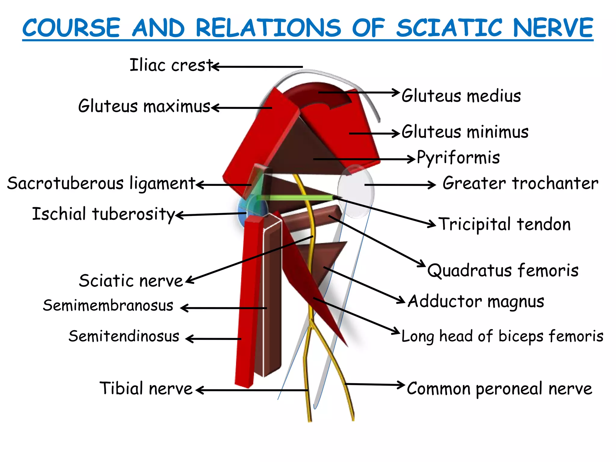 5 st under gluteus maximus obturator nerve | PPTX