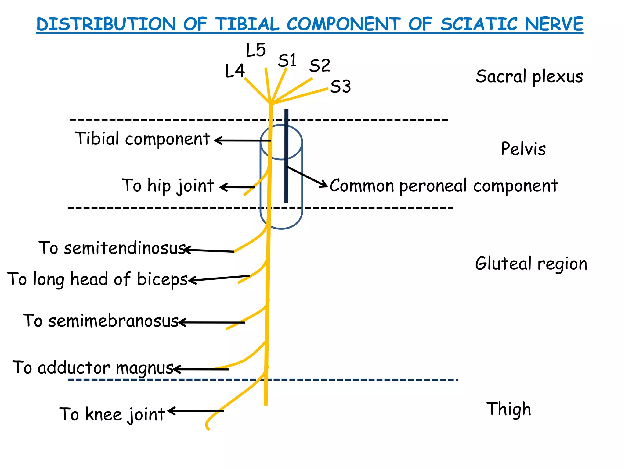 5 st under gluteus maximus obturator nerve | PPTX