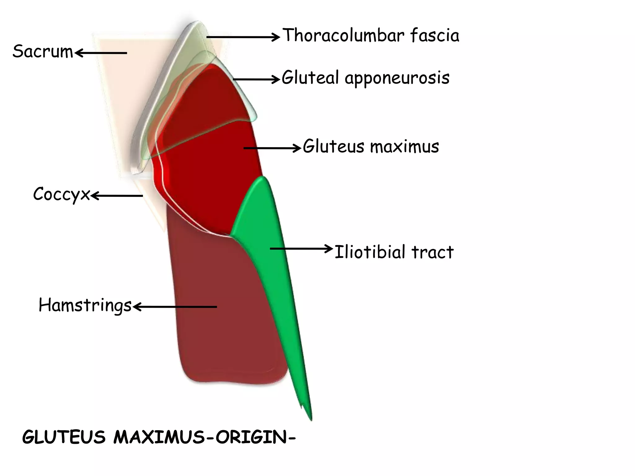 5 st under gluteus maximus obturator nerve | PPTX