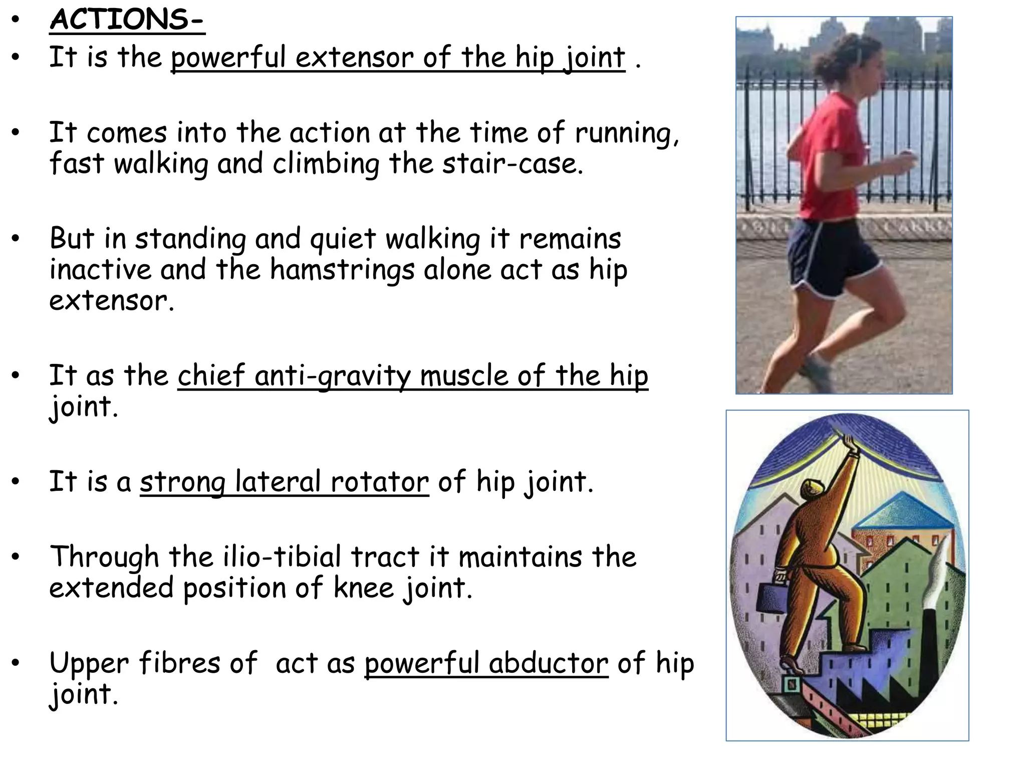 5 st under gluteus maximus obturator nerve | PPTX