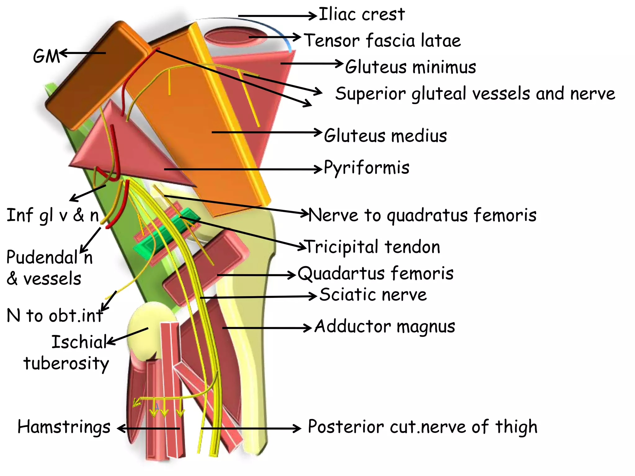 5 st under gluteus maximus obturator nerve | PPTX