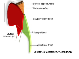 5 st under gluteus maximus obturator nerve | PPTX