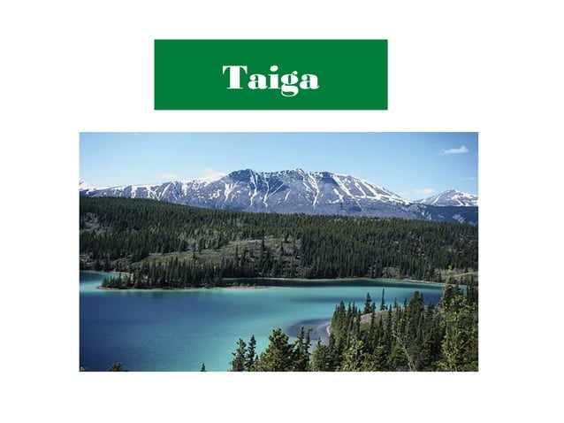 5 taiga biome | PPT