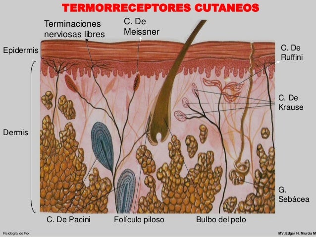 5.termorreceptores