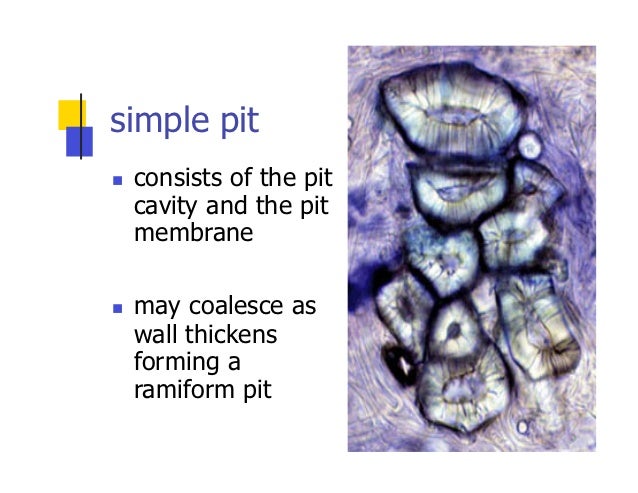 Lesson 5 bio101 (c)Dr. Evangelista