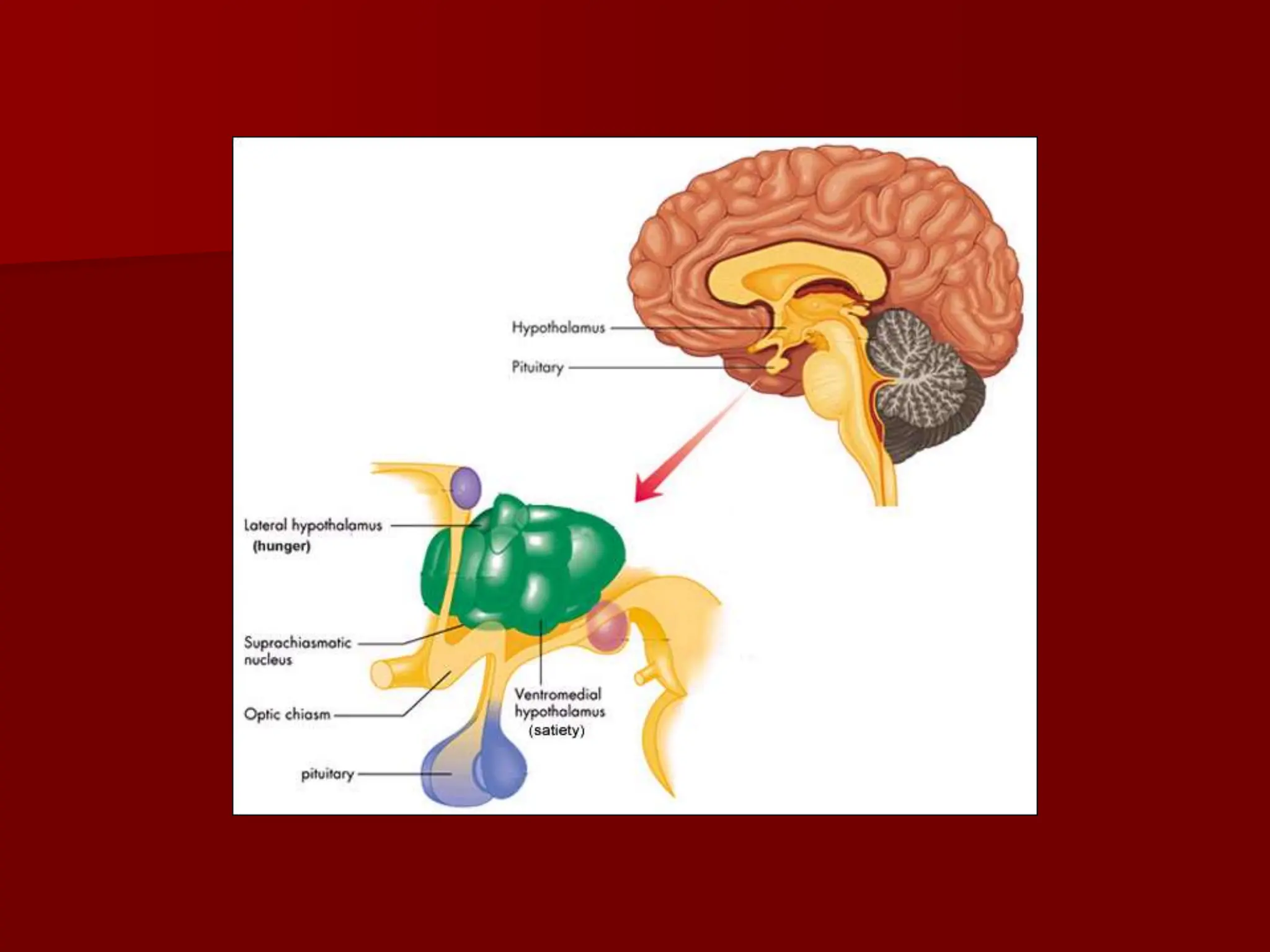 Thermoregulation pathophysiology and FUO work up | PPT