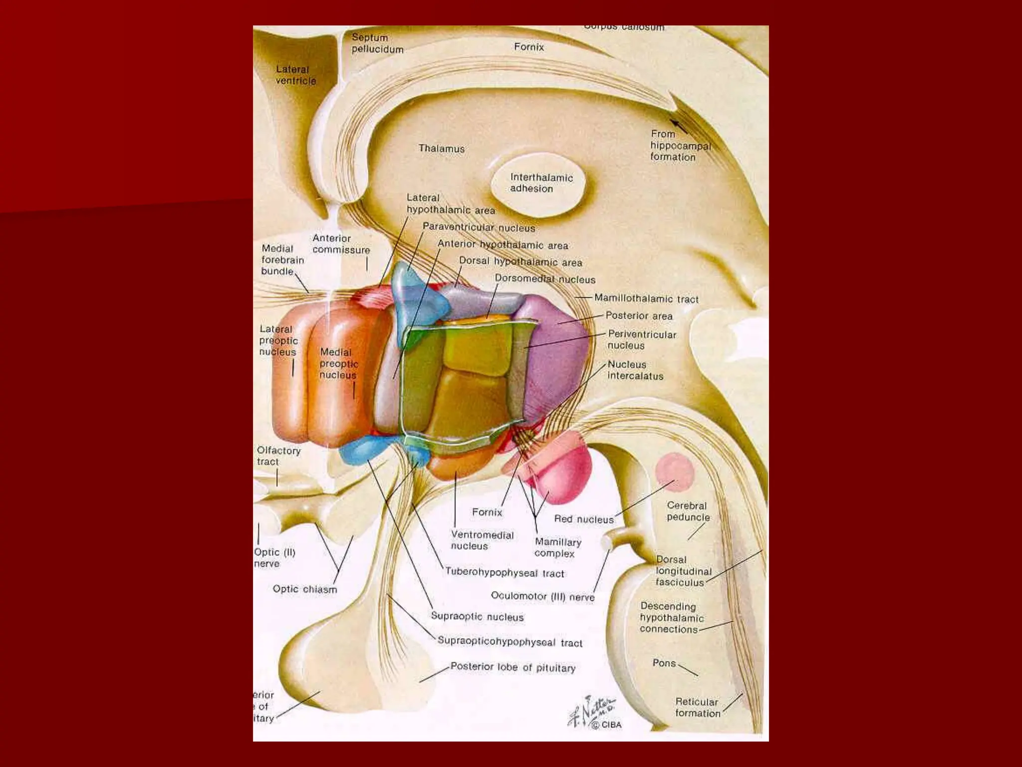 Thermoregulation pathophysiology and FUO work up | PPT