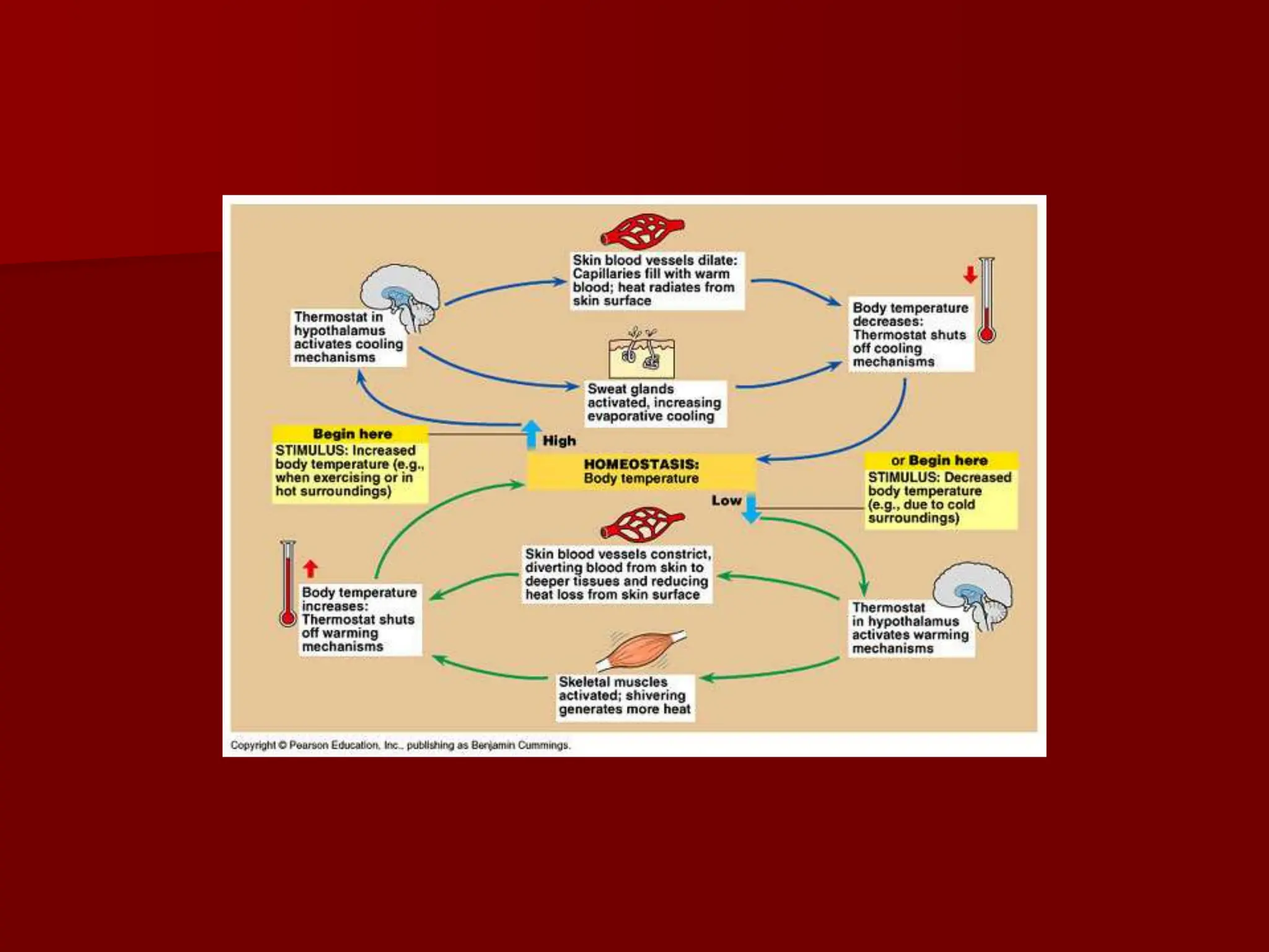 Thermoregulation pathophysiology and FUO work up | PPT