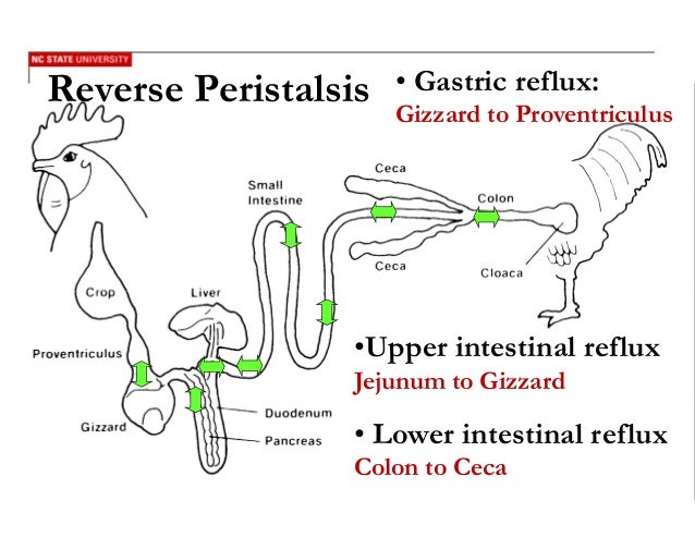 The role of intestinal health in broiler production - e. o. oviedo at…