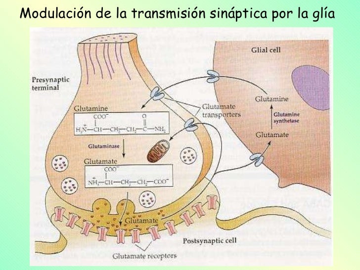 5. Transmision SináPtica