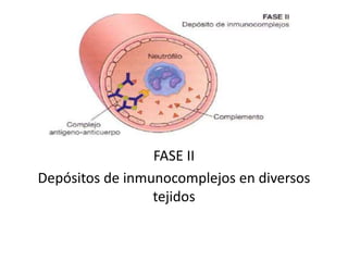 Trastornos de la inmunidad Reacciones de hipersensibilidad | PPT
