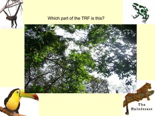 5 trf adaptation | PPT