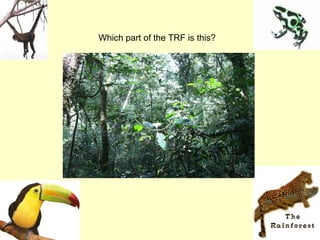 5 trf adaptation | PPT