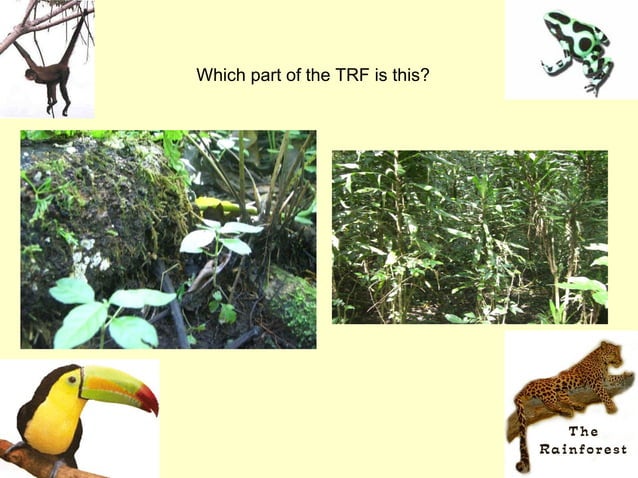 5 trf adaptation | PPT