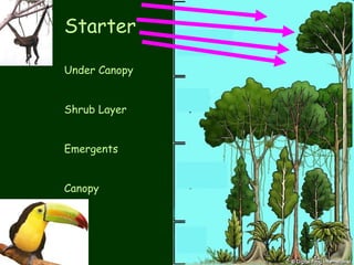 5 trf adaptation | PPT