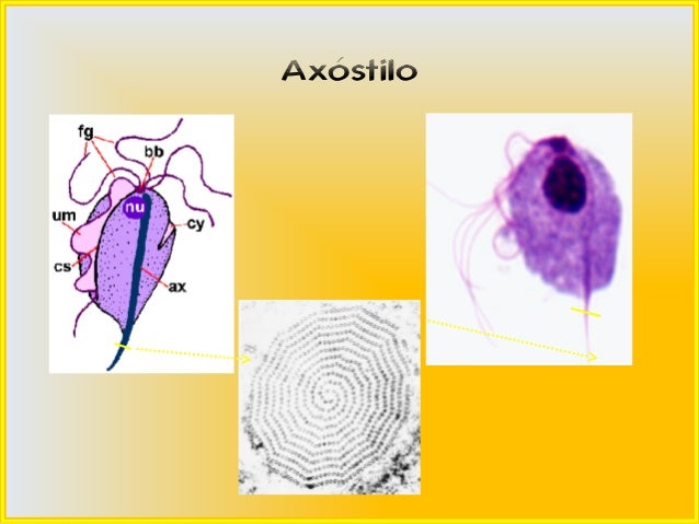 5. trichomonas vaginalis