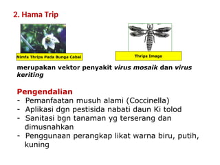 5-TTG PERANGKAP HAMA CABAI rawit merah 2022.ppt