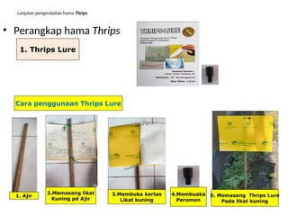5-TTG PERANGKAP HAMA CABAI rawit merah 2022.ppt