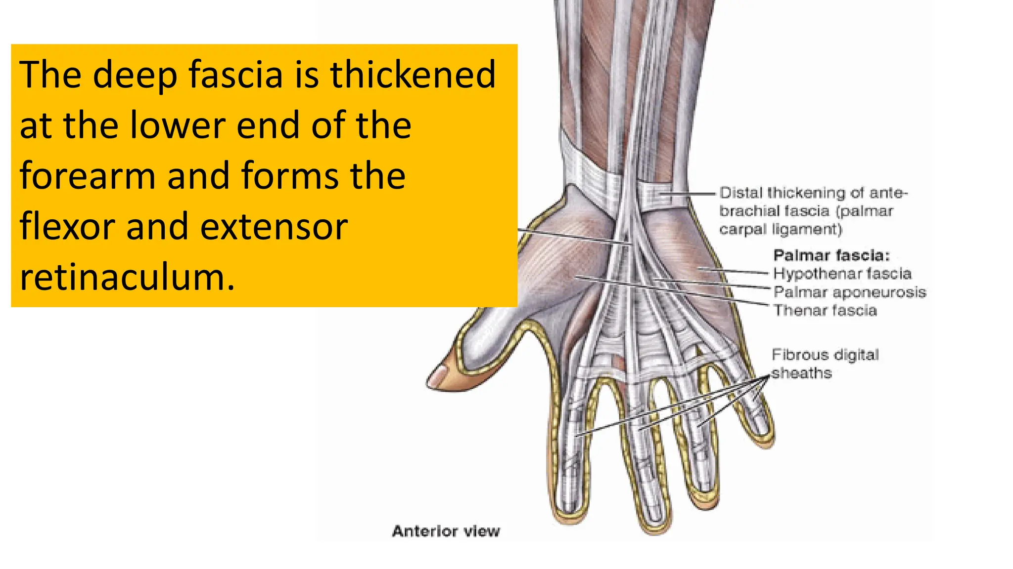 5- upper limb- forearm - 1.pdf university | PPT