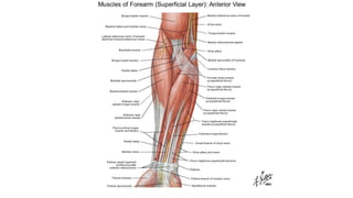 5- upper limb- forearm - 1.pdf university | PDF