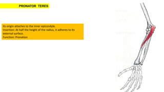 5- upper limb- forearm - 1.pdf university | PDF