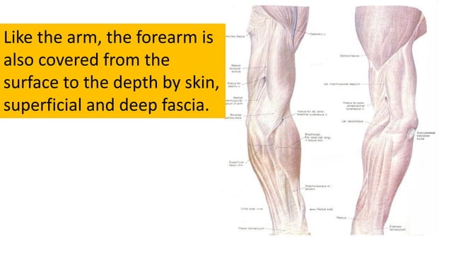 5- upper limb- forearm - 1.pdf university | PPT